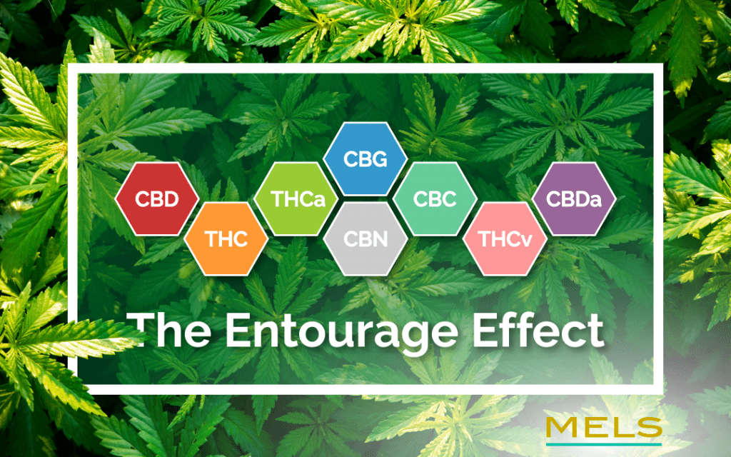 Entourage-effekten | MELS Europe